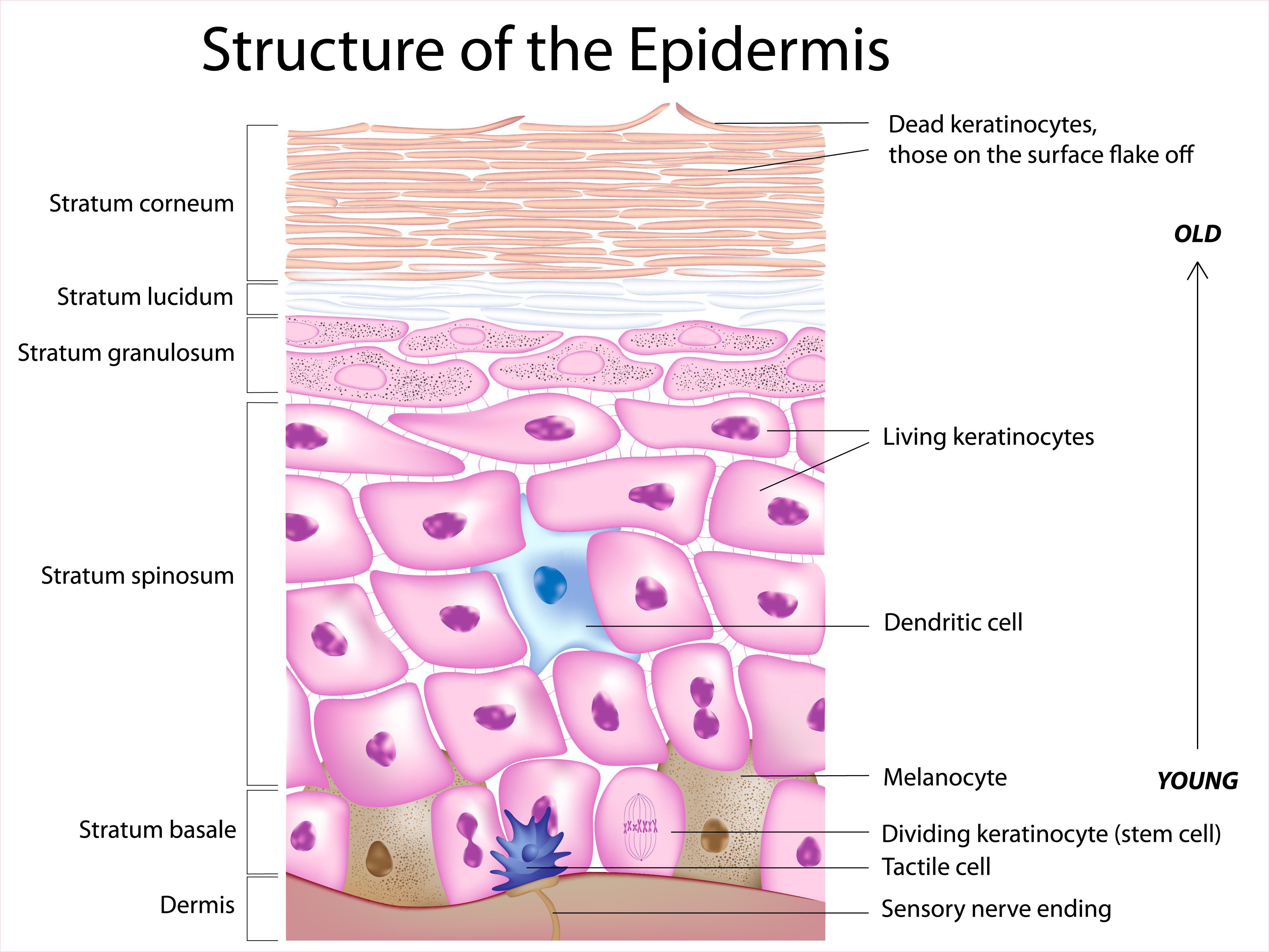 peau épiderme migration keratinocyte | OLEASSENCE en Luberon peau épiderme migration keratinocyte | OLEASSENCE en Luberon